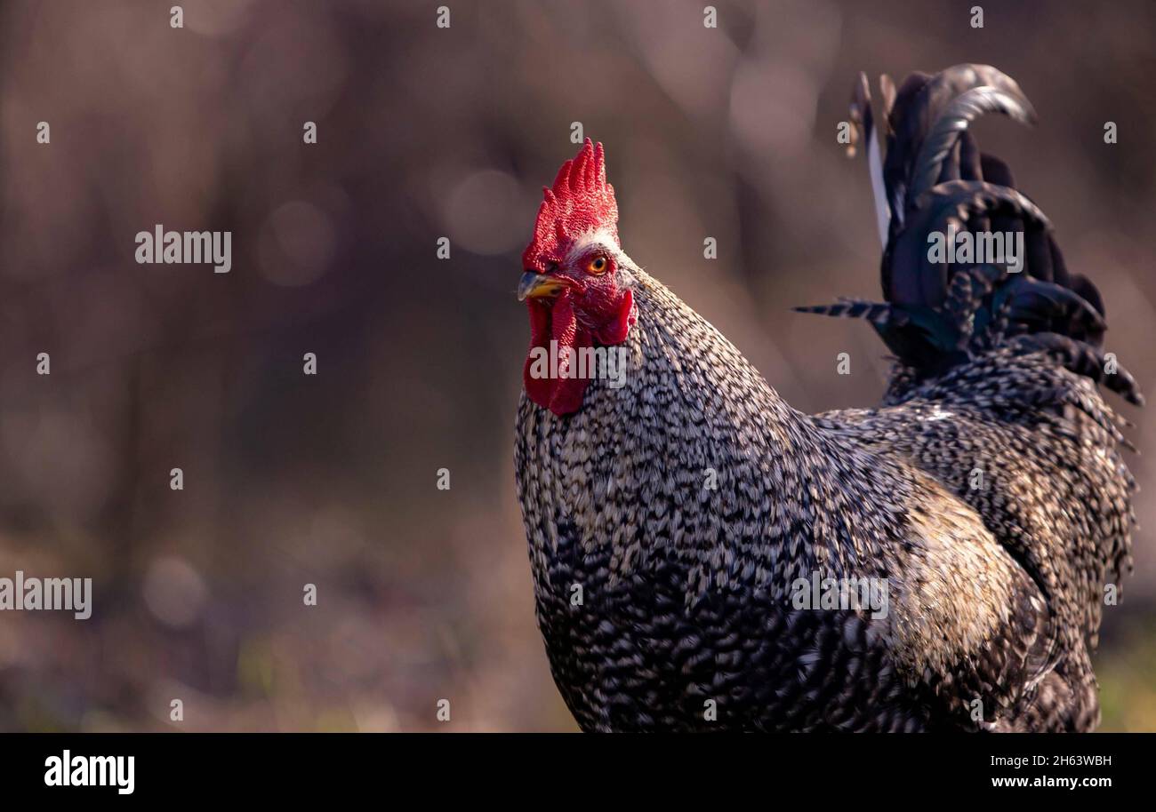 Closeup shot of a rooster on a farm against a blurred background Stock ...