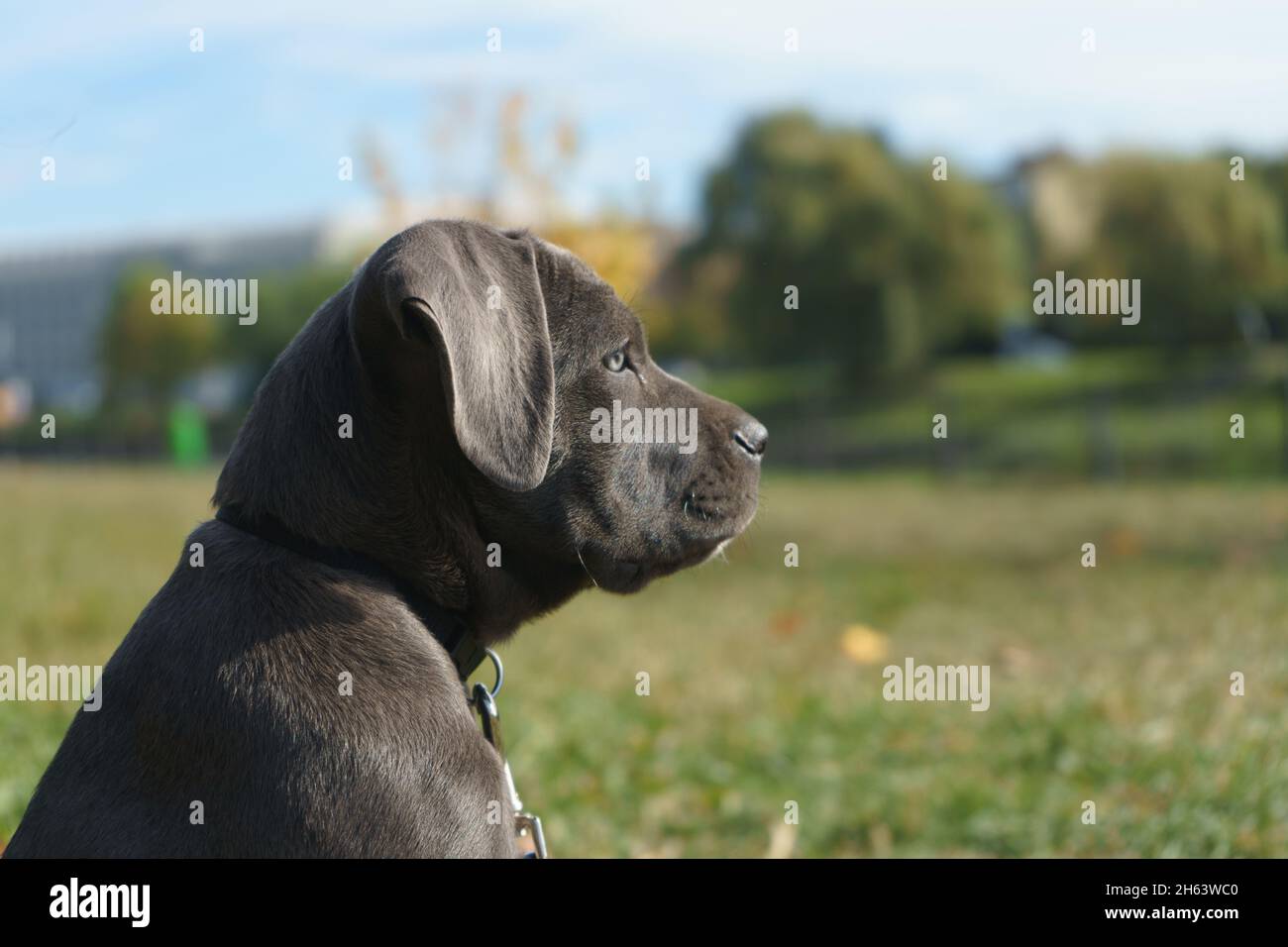 Shallow focus shot dog hi-res stock photography and images - Alamy