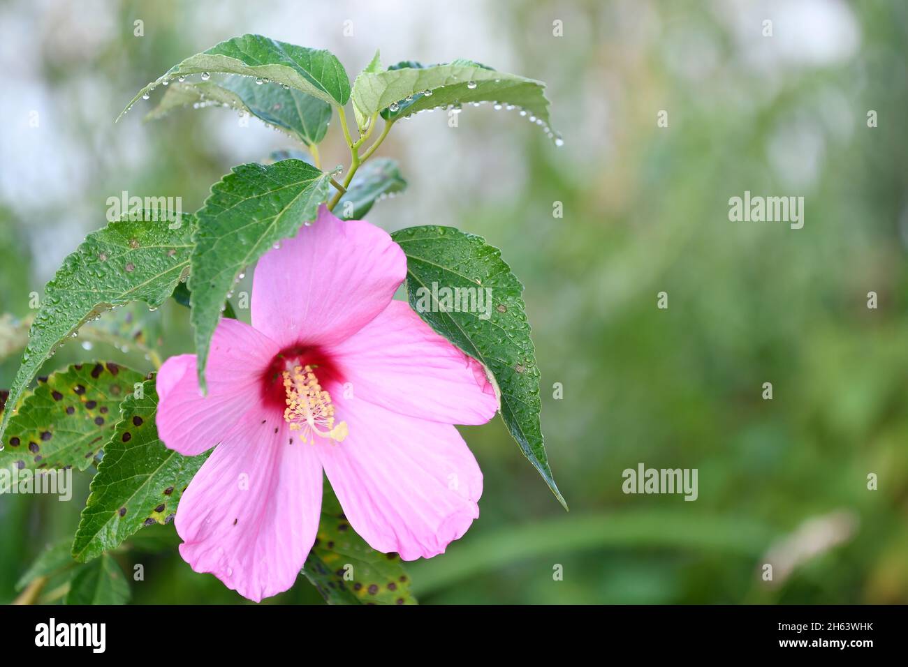 Closeup of pink Hibiscus plant after a rain Stock Photo - Alamy