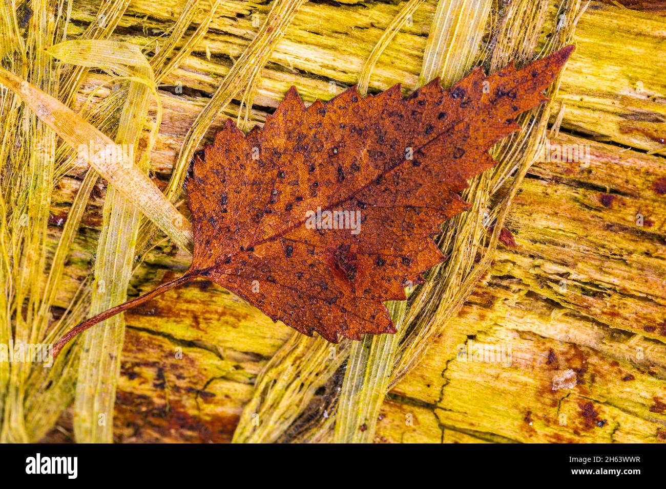 Fallen tree forest hi-res stock photography and images - Alamy
