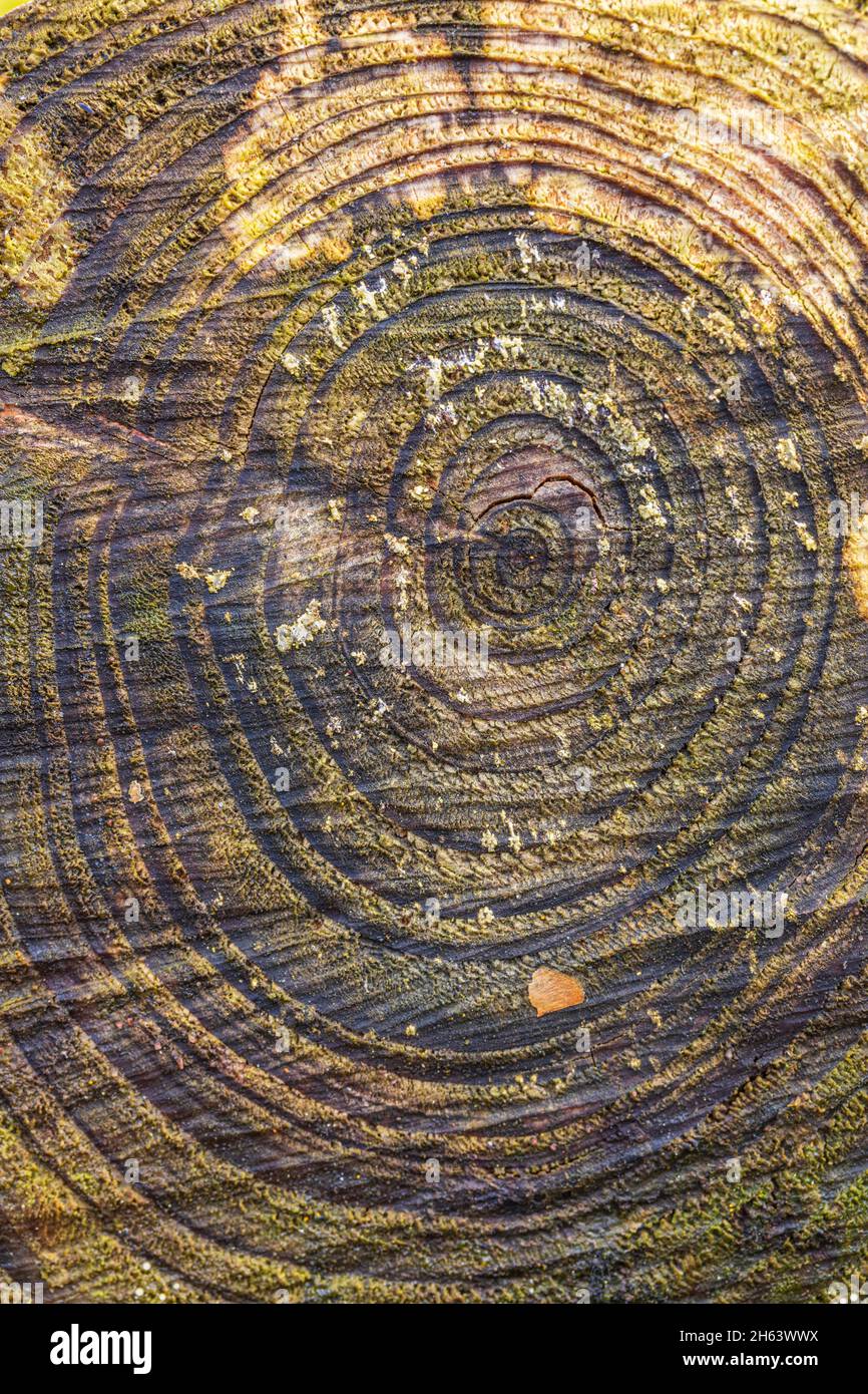 wooden background,tree trunk in cross section,annual rings Stock Photo ...