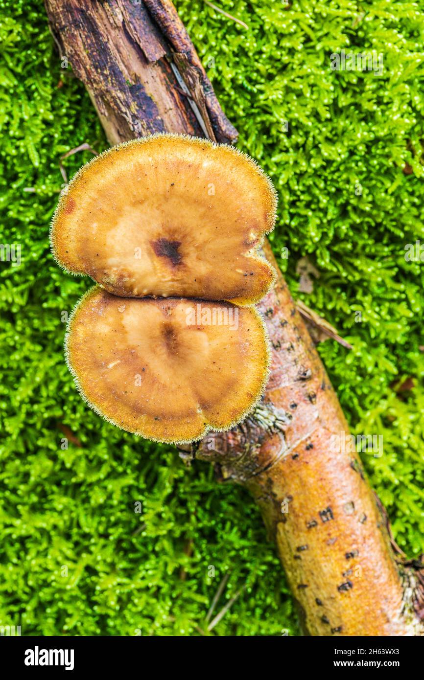 tree fungus on dead tree,nature in detail,forest still life Stock Photo ...