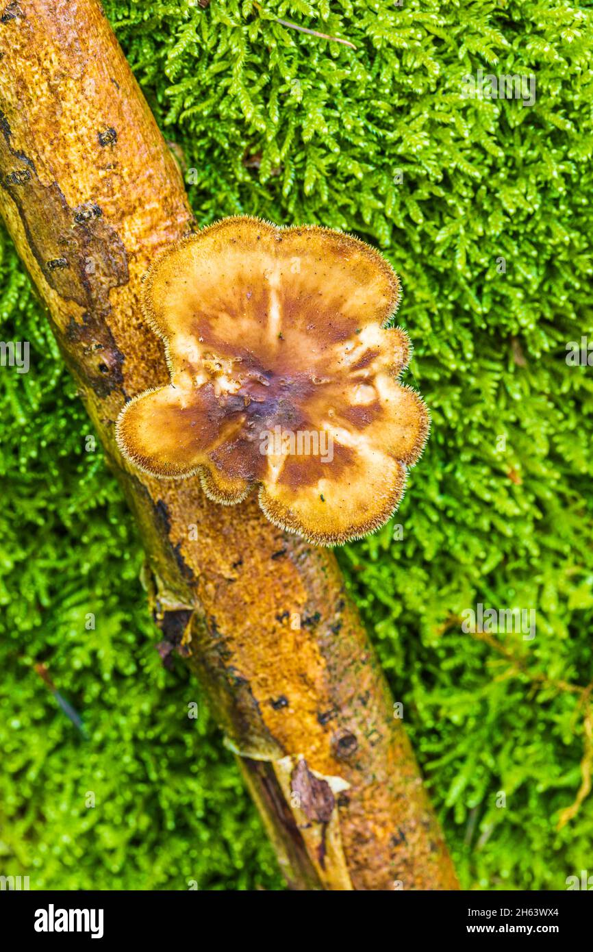 tree fungus on dead tree,nature in detail,forest still life Stock Photo ...