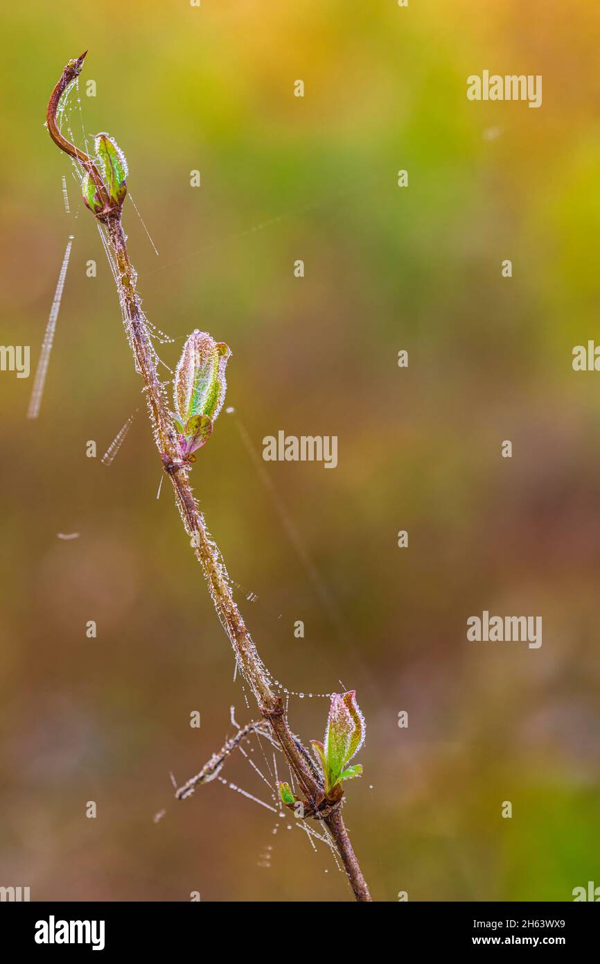 Young sheet plant covered hi-res stock photography and images - Alamy