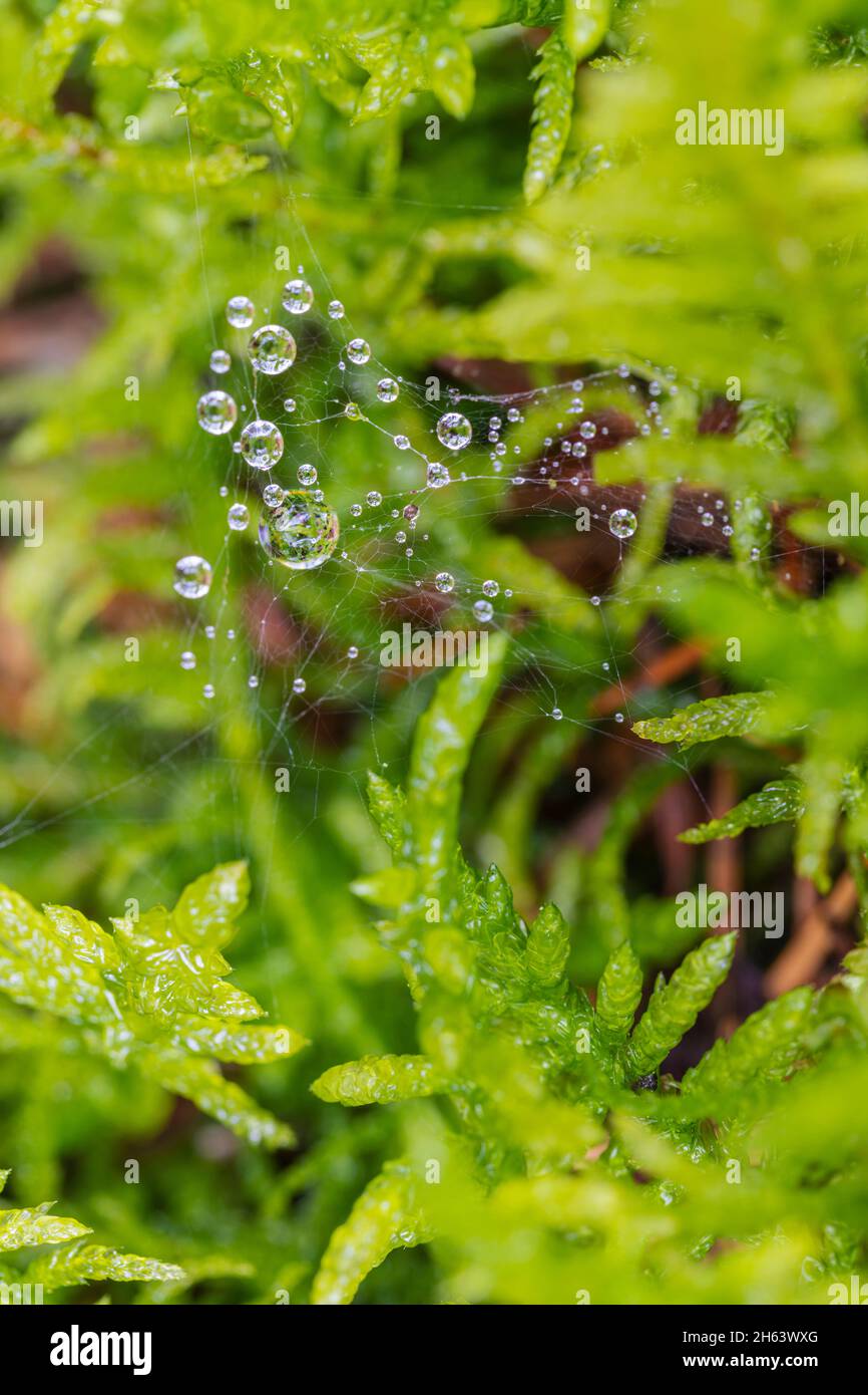 spider web with dew drops on moss Stock Photo - Alamy