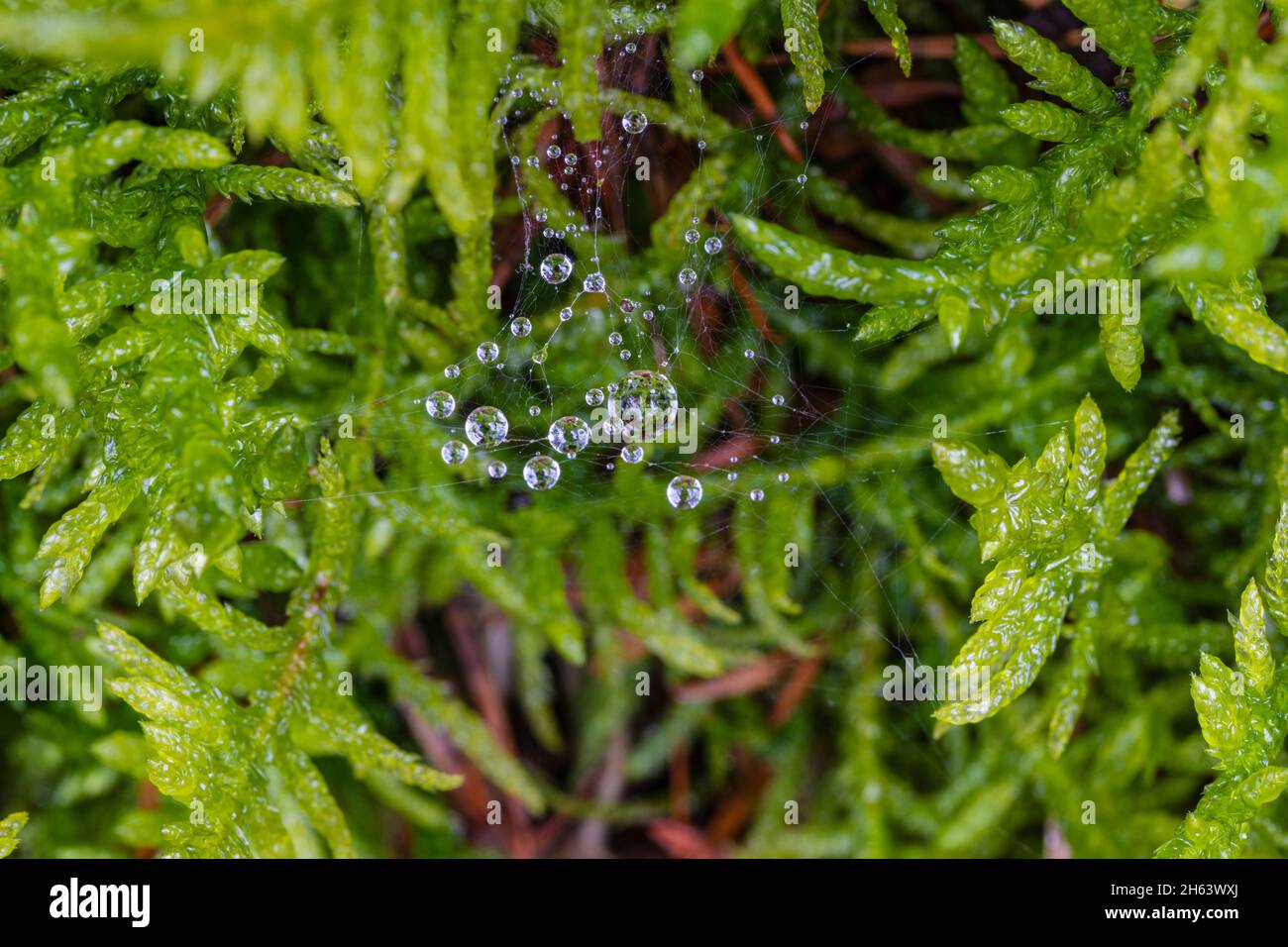 spider web with dew drops on moss Stock Photo - Alamy