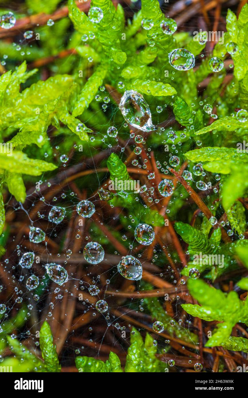 spider web with dew drops on moss Stock Photo - Alamy