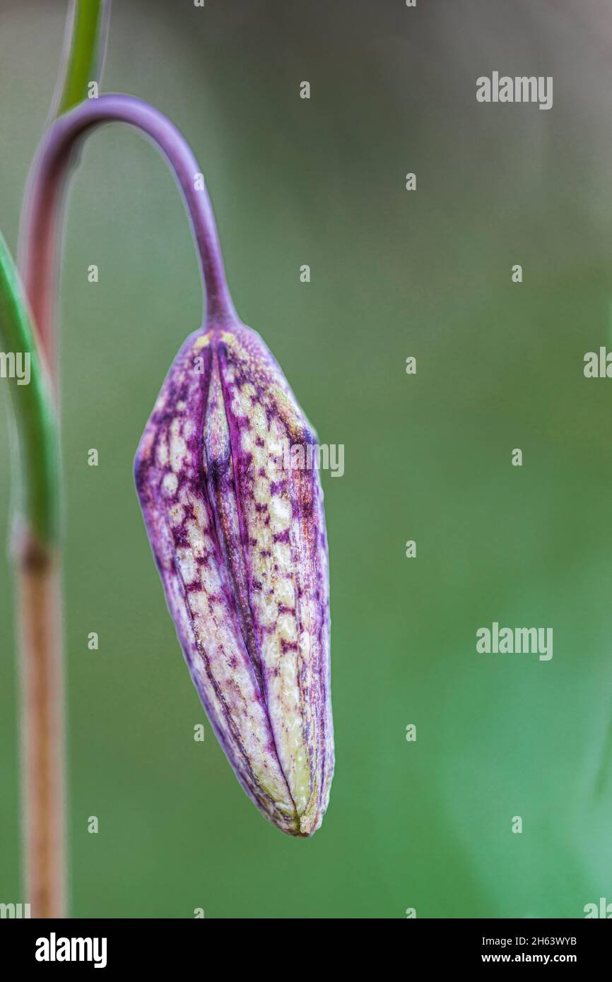 Checkered lily hi-res stock photography and images - Alamy