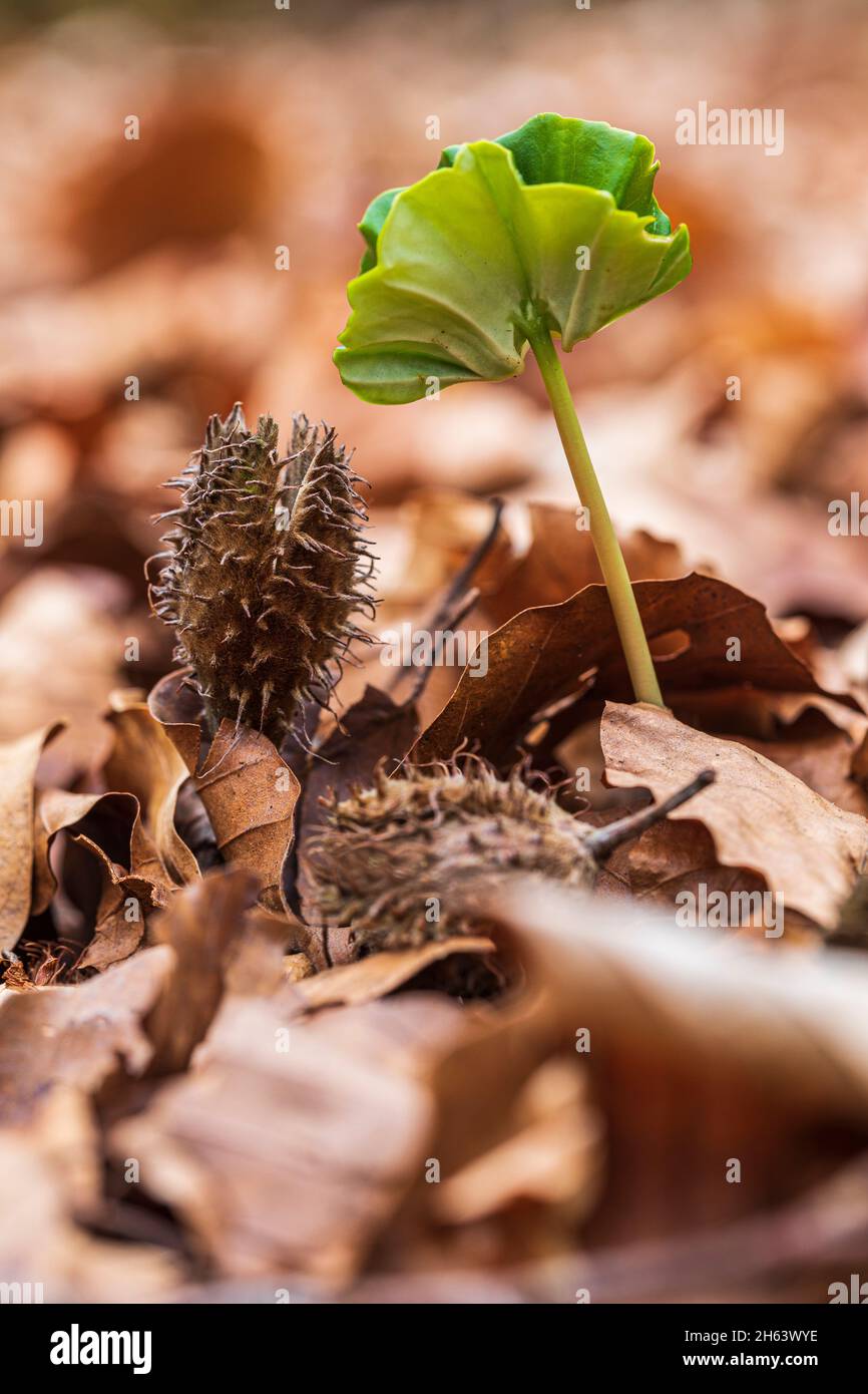 beech,common beech (fagus sylvatica),germinating beechnuts and empty ...