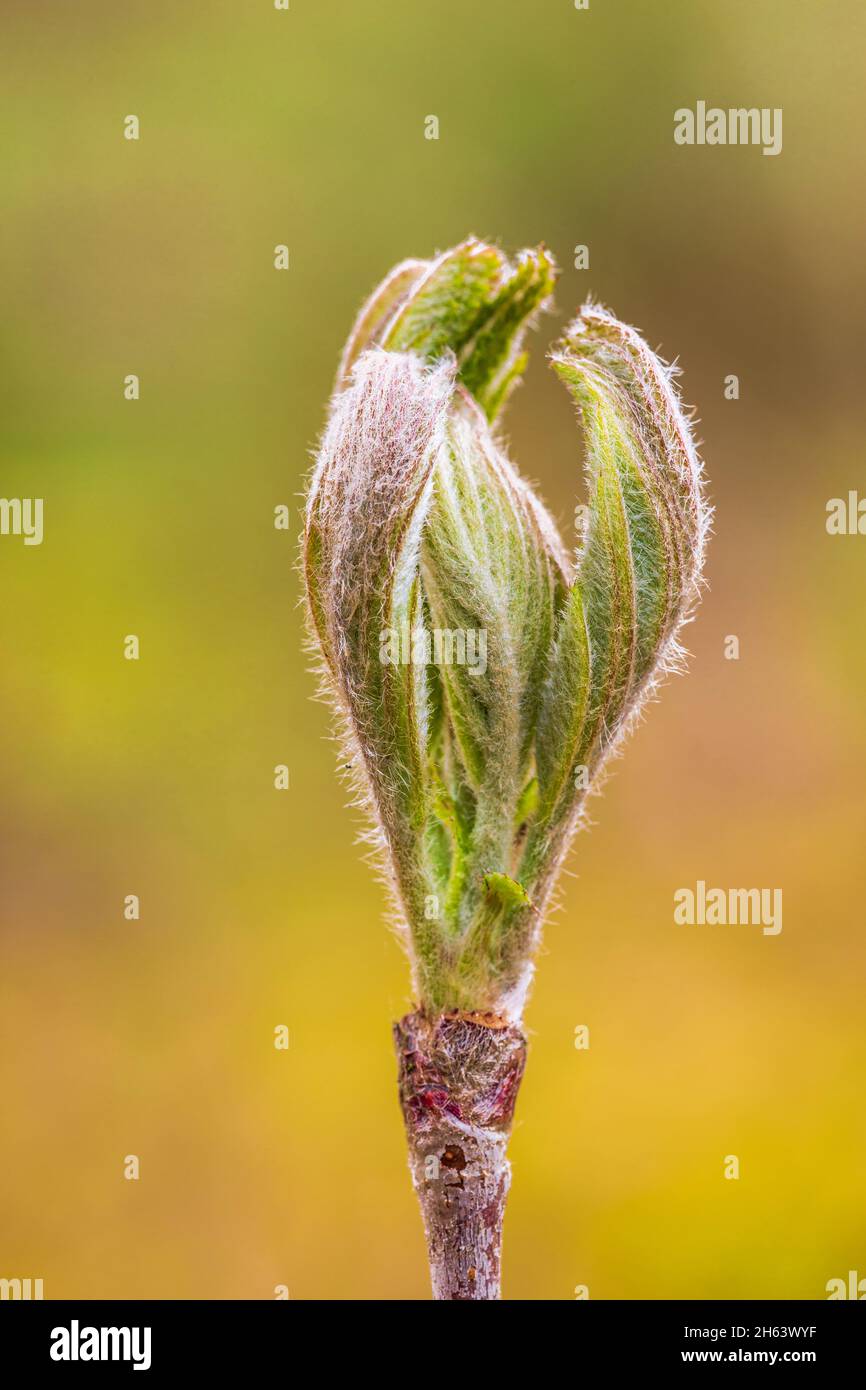 Leaf shoot in spring hi-res stock photography and images - Alamy
