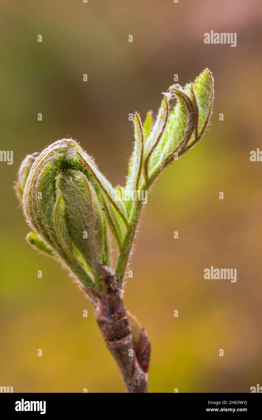 Fresh tender leaves hi-res stock photography and images - Alamy