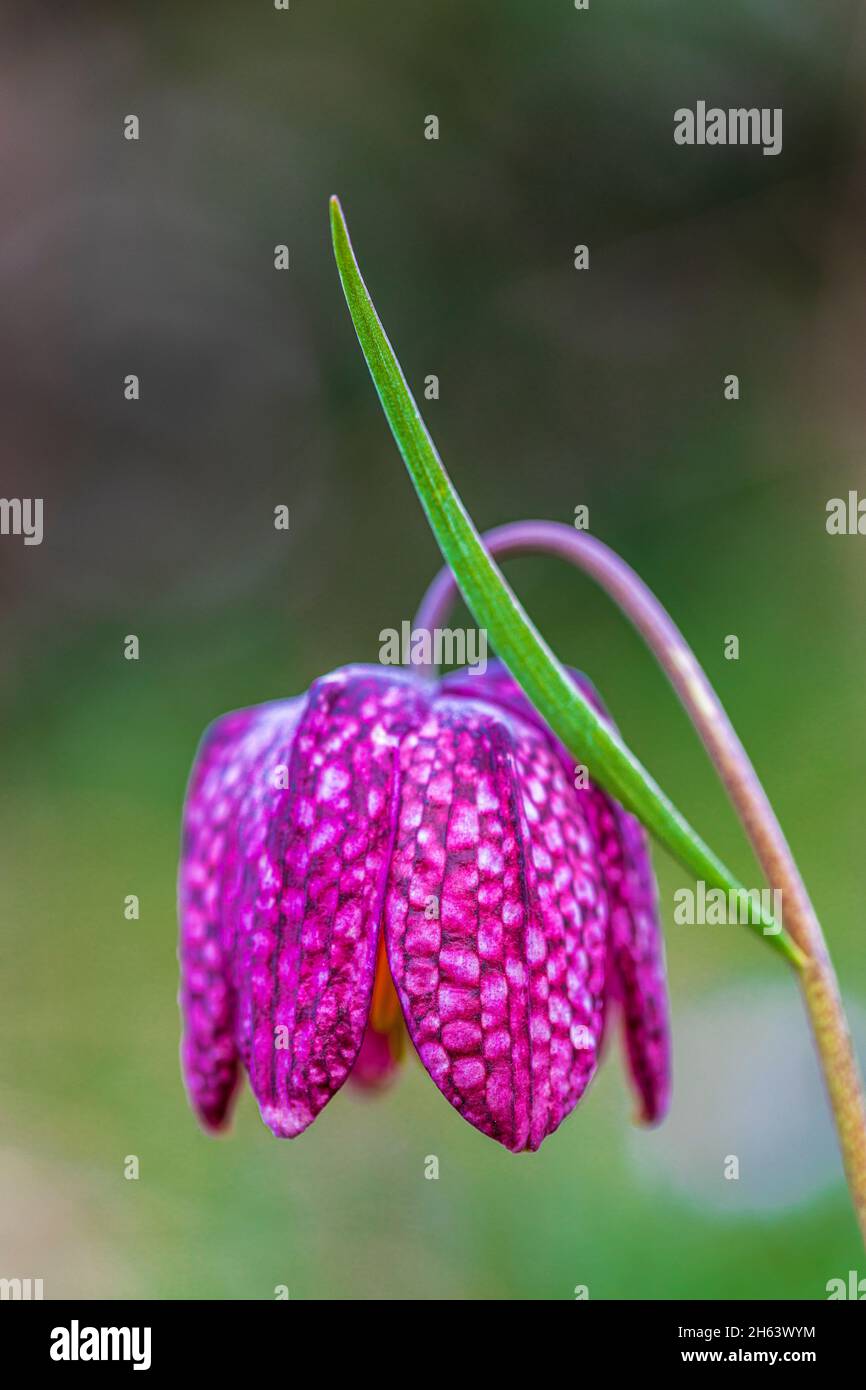 Checkered lily hi-res stock photography and images - Alamy