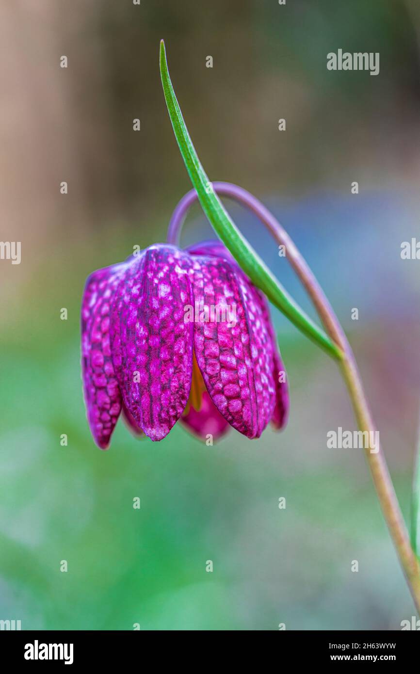 Checkered lily hi-res stock photography and images - Alamy