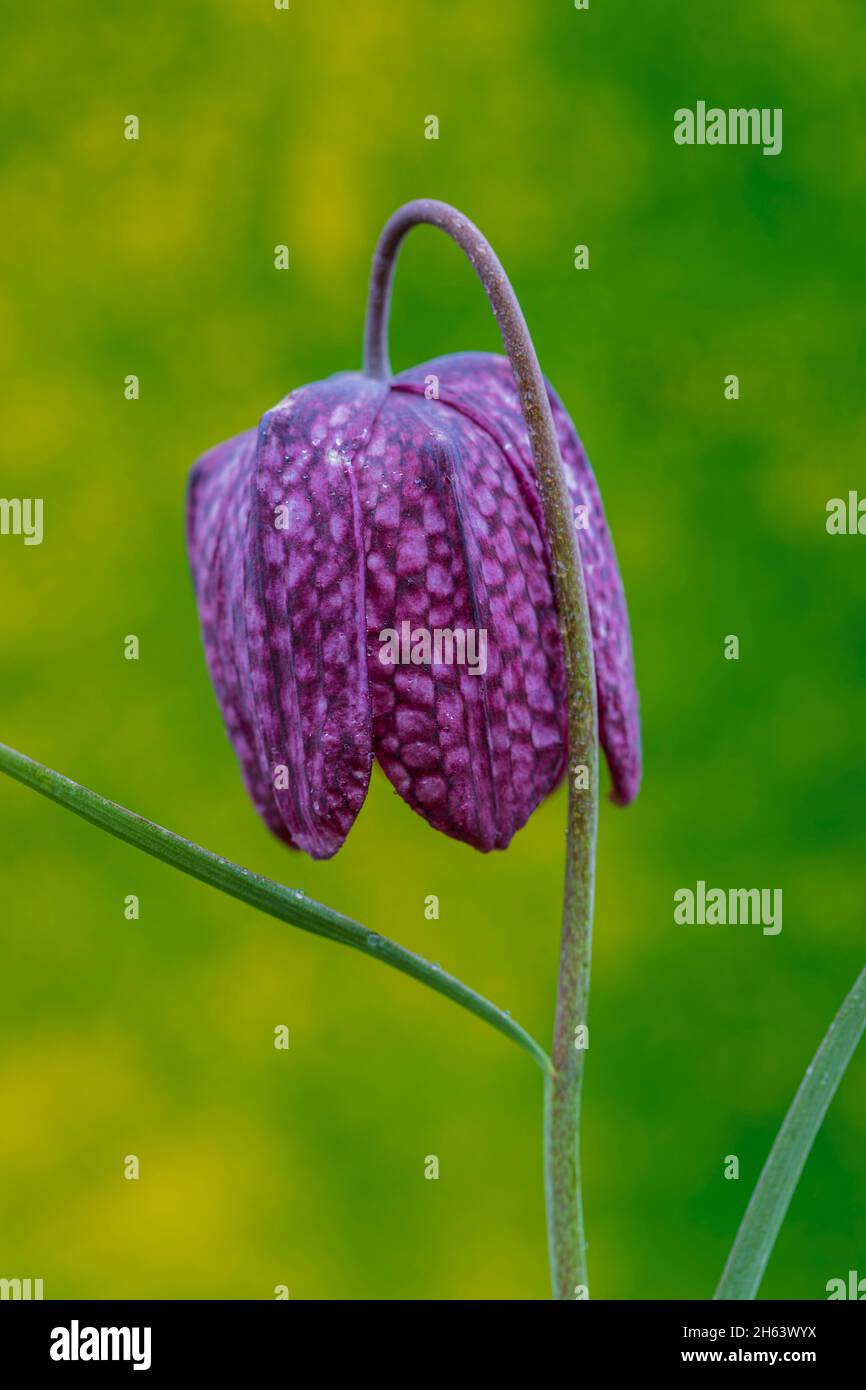 checkered lily or fritillary,fritillaria meleagris Stock Photo - Alamy