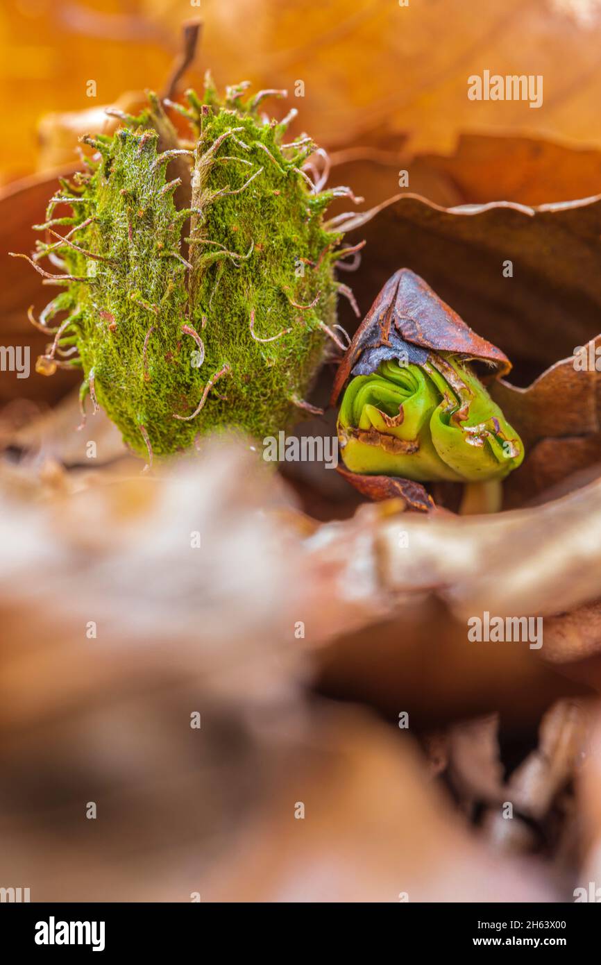 beech,common beech (fagus sylvatica),germinating beechnuts and empty ...