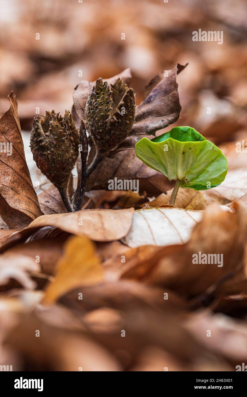 beech,common beech (fagus sylvatica),germinating beechnuts and empty ...