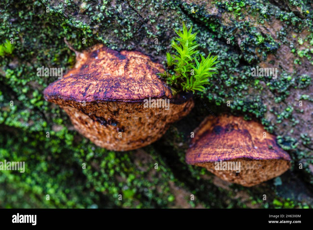 tree fungus on dead tree,nature in detail,forest still life Stock Photo ...
