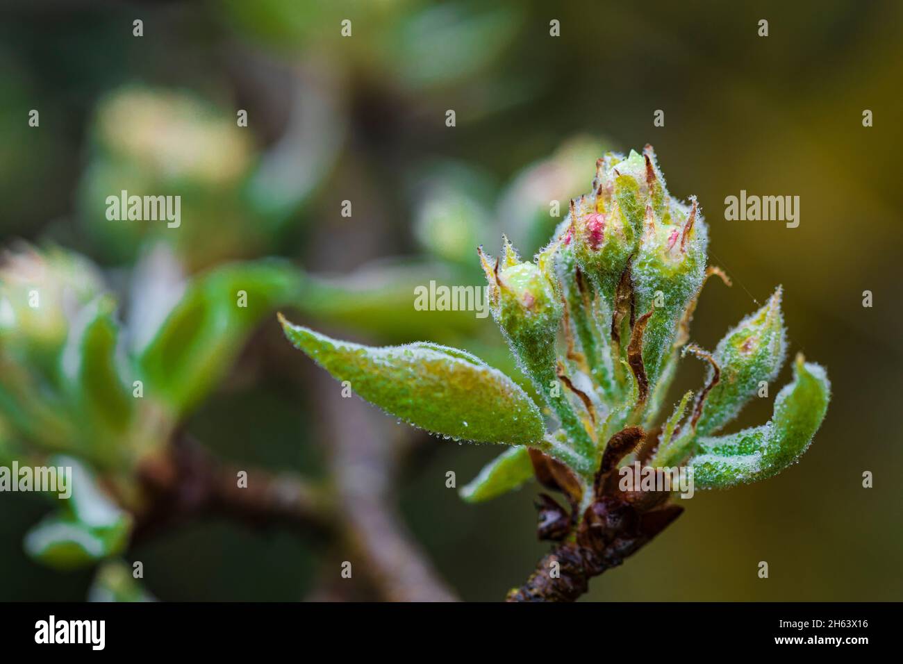 spring apple blossom,inflorescence Stock Photo - Alamy