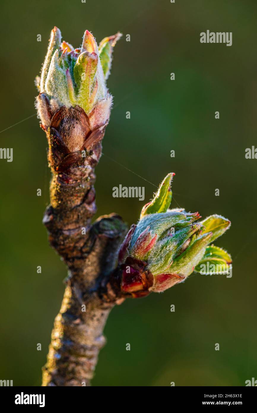 Apple blossom detail view hi-res stock photography and images - Alamy