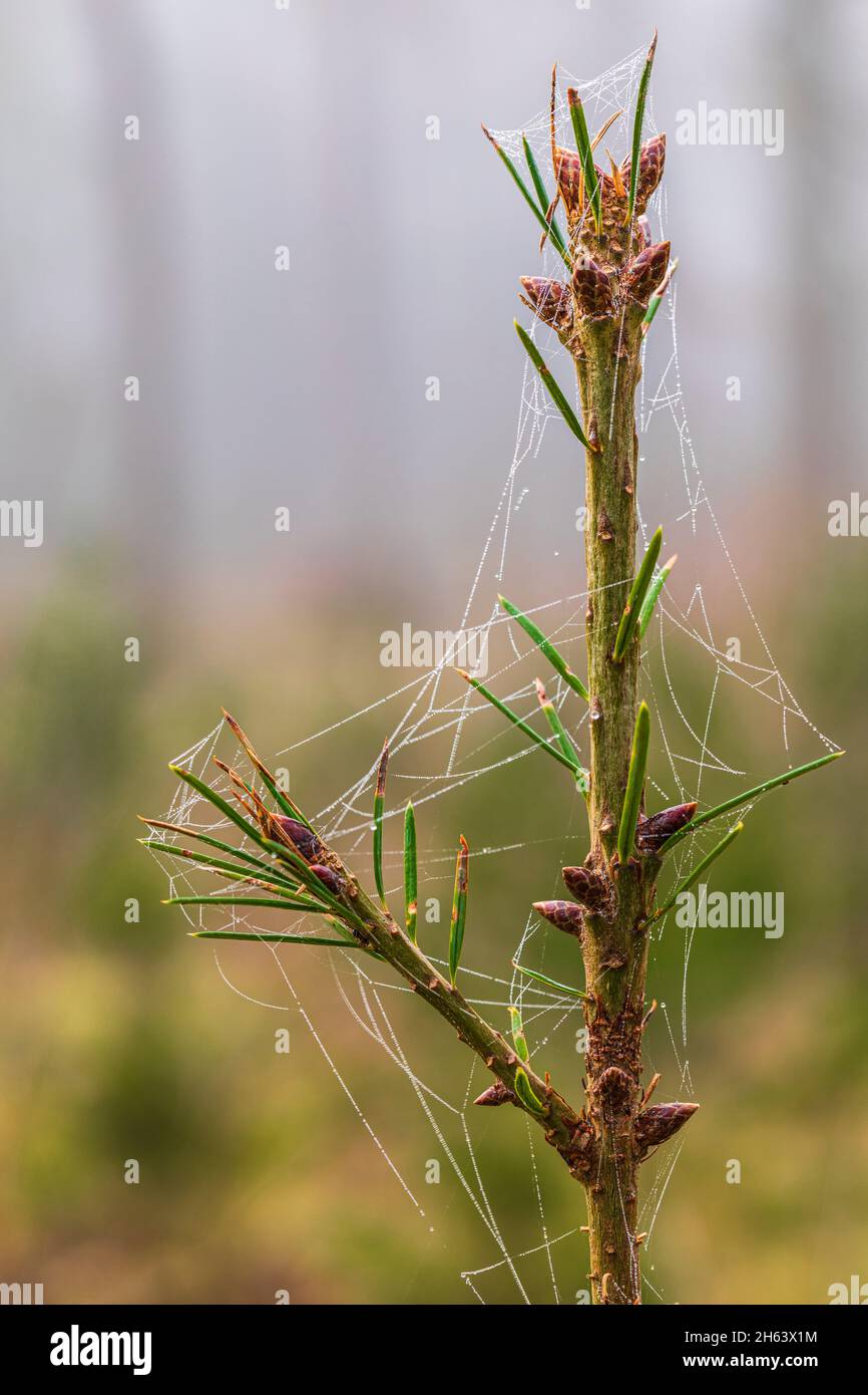 forest pine (pinus sylvestris),spider web Stock Photo - Alamy