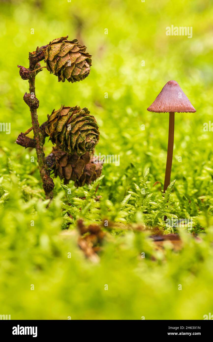 Inconspicuous mushrooms hi-res stock photography and images - Alamy