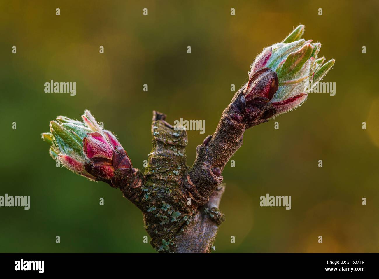 Spring apple blossom hi-res stock photography and images - Alamy