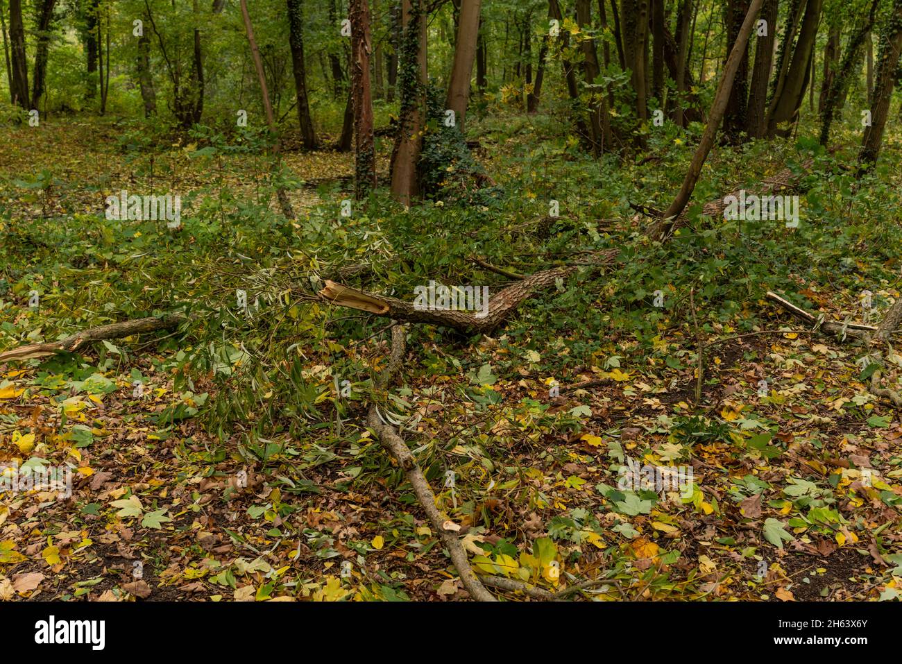 Broken tree hi-res stock photography and images - Alamy