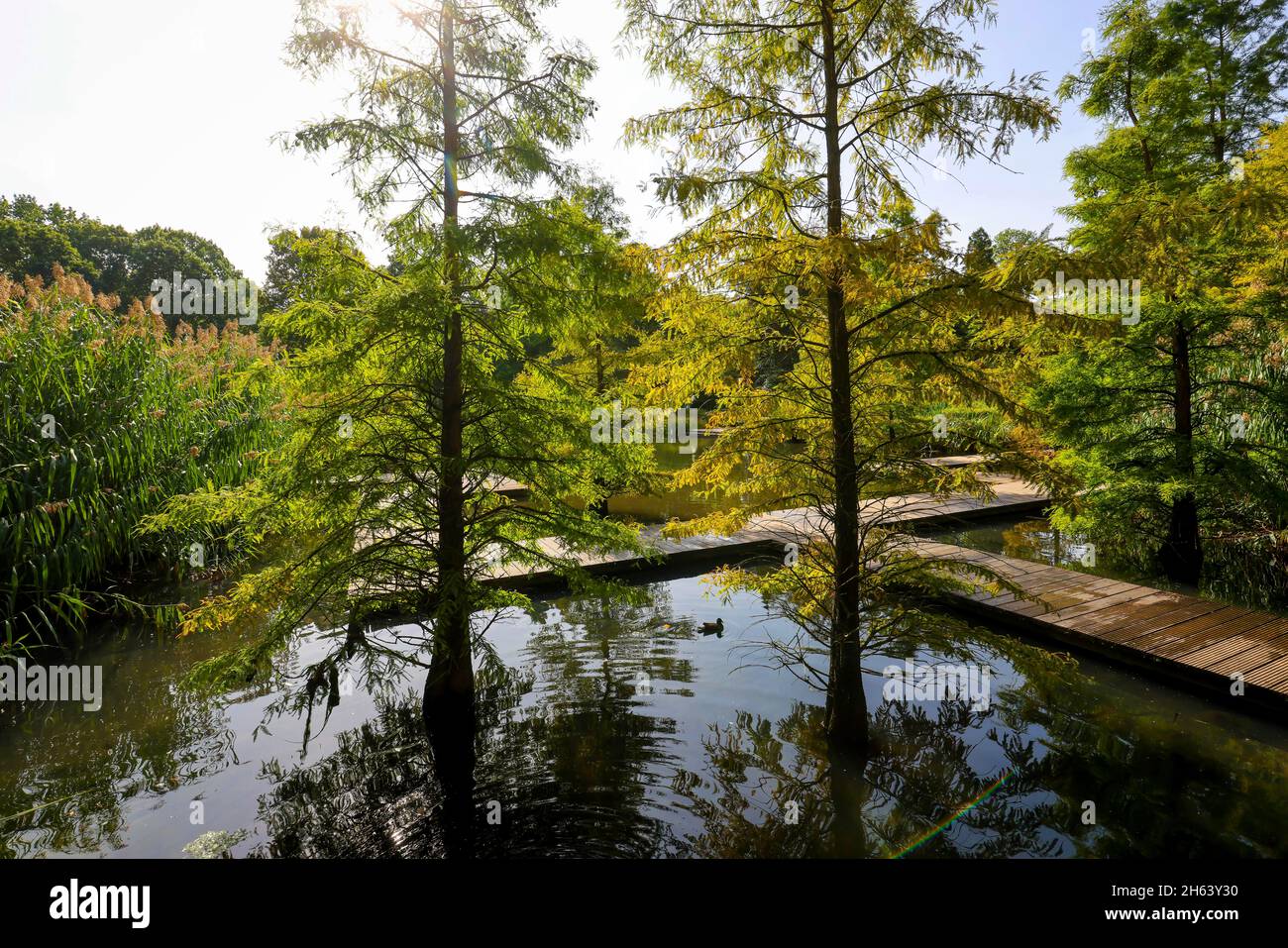 essen,north rhine-westphalia,germany - grugapark,a park in essen ...