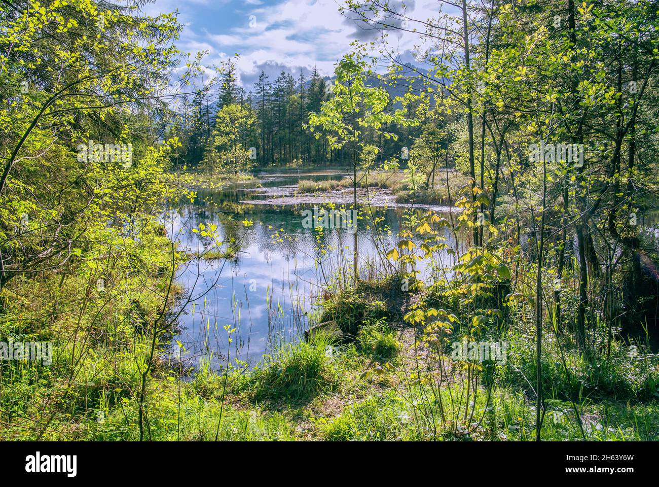 small pond in the moor area sieben quellen,eschenlohe,das blaue land ...