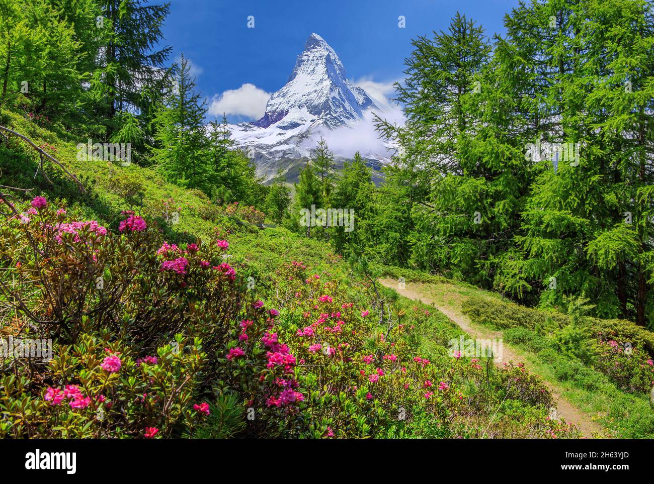 blooming alpine roses on the hiking trail on the riffelalp with ...