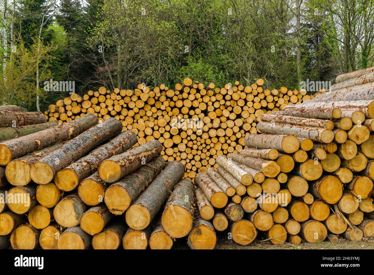 Spruce wood laminated hi-res stock photography and images - Alamy