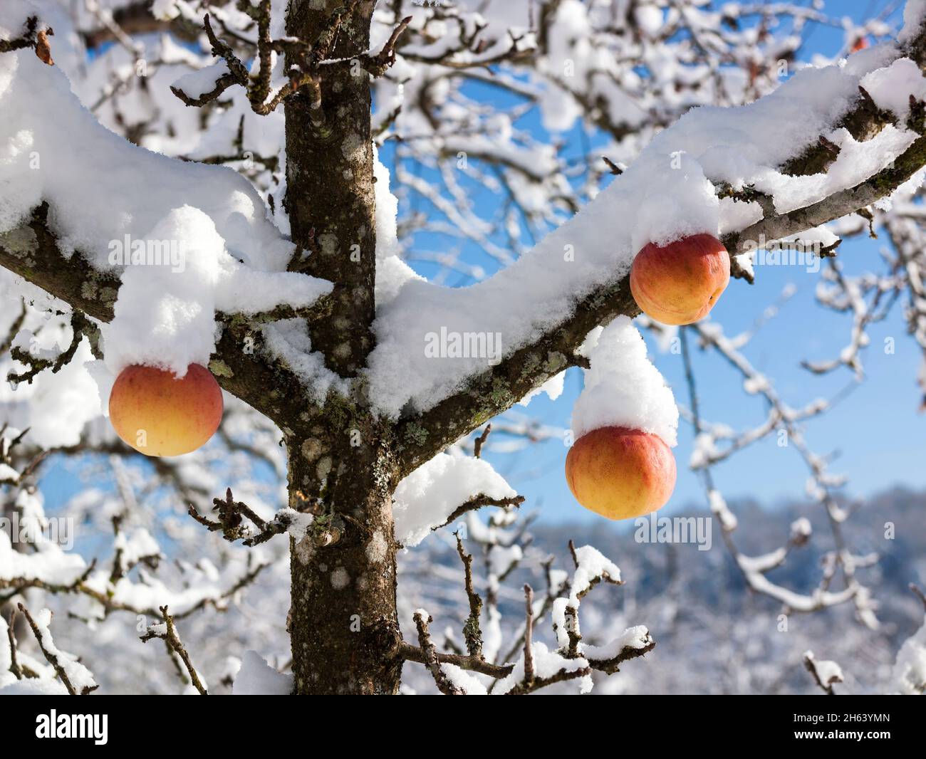 germany,baden-wuerttemberg,orchards in winter,the last apples on the ...