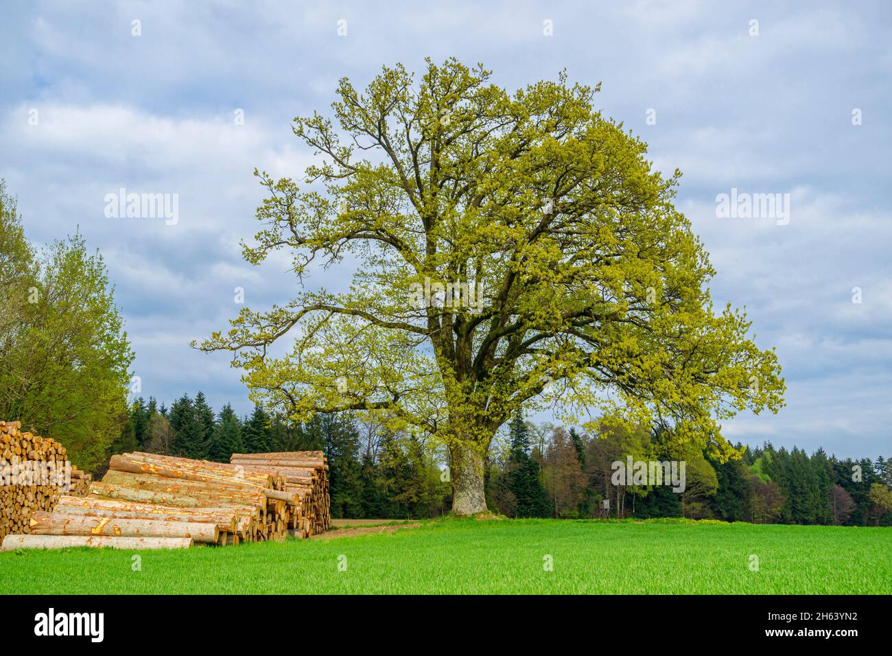 germany,baden-wuerttemberg,welzheim,royal oak north of gausmannsweiler ...