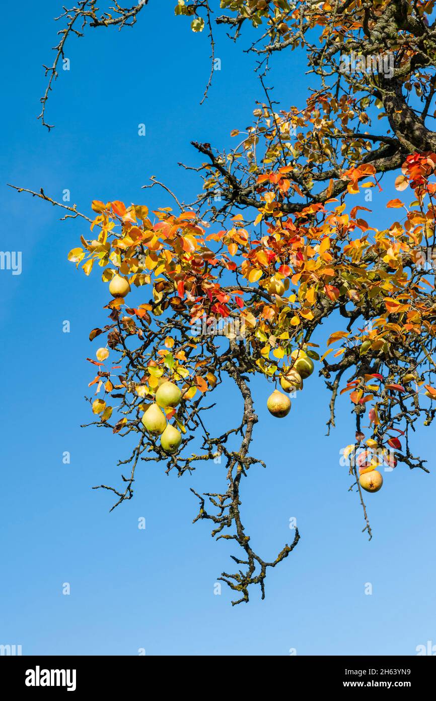 Pear tree in autumn colors hi-res stock photography and images - Alamy