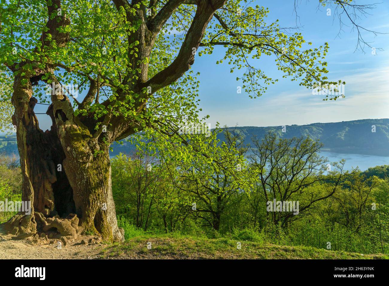 germany,baden-wuerttemberg,sipplingen,the old burkhart lime tree on the ...