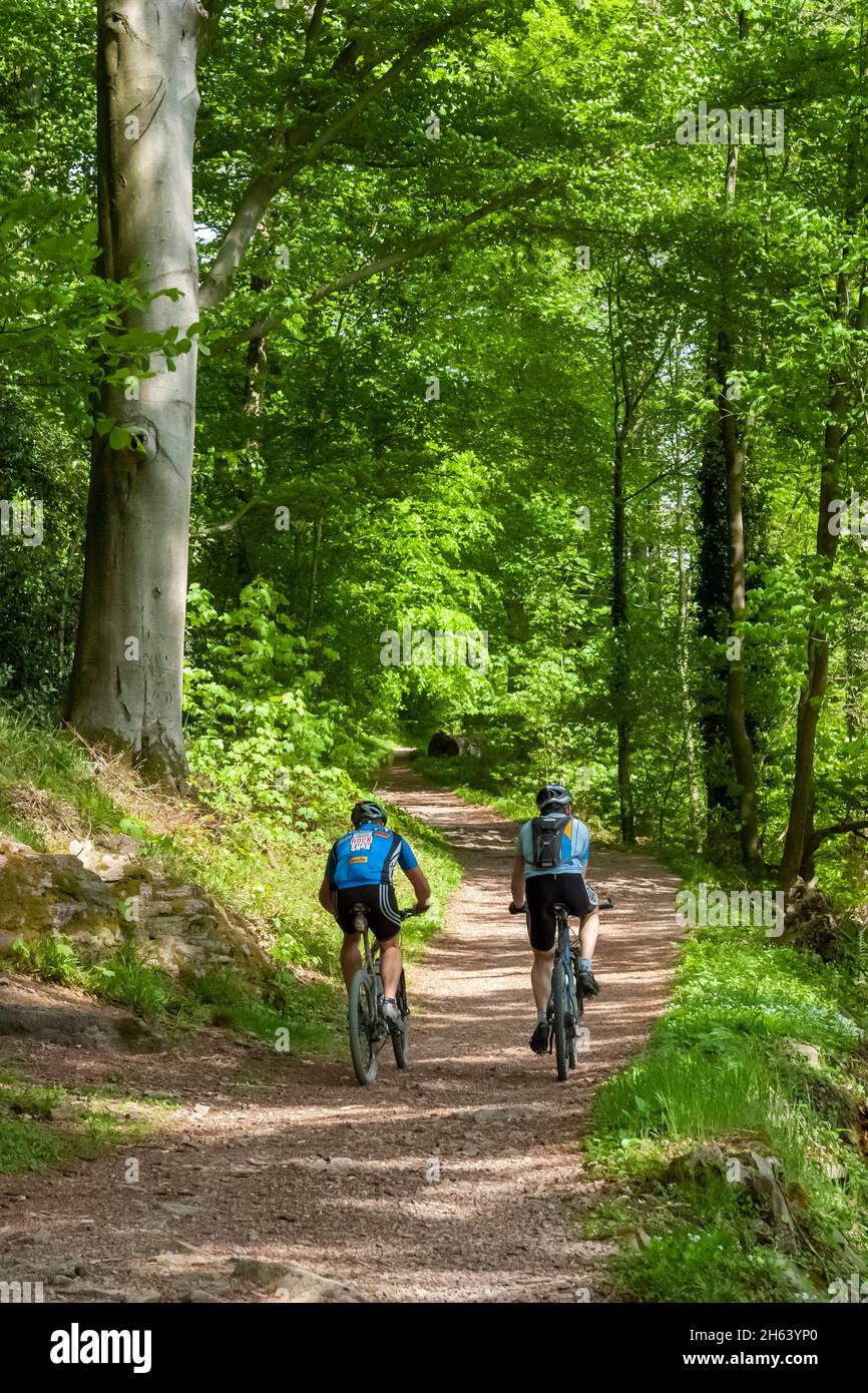 germany,baden-wuerttemberg,baden-baden,cyclists on the forest path at ...