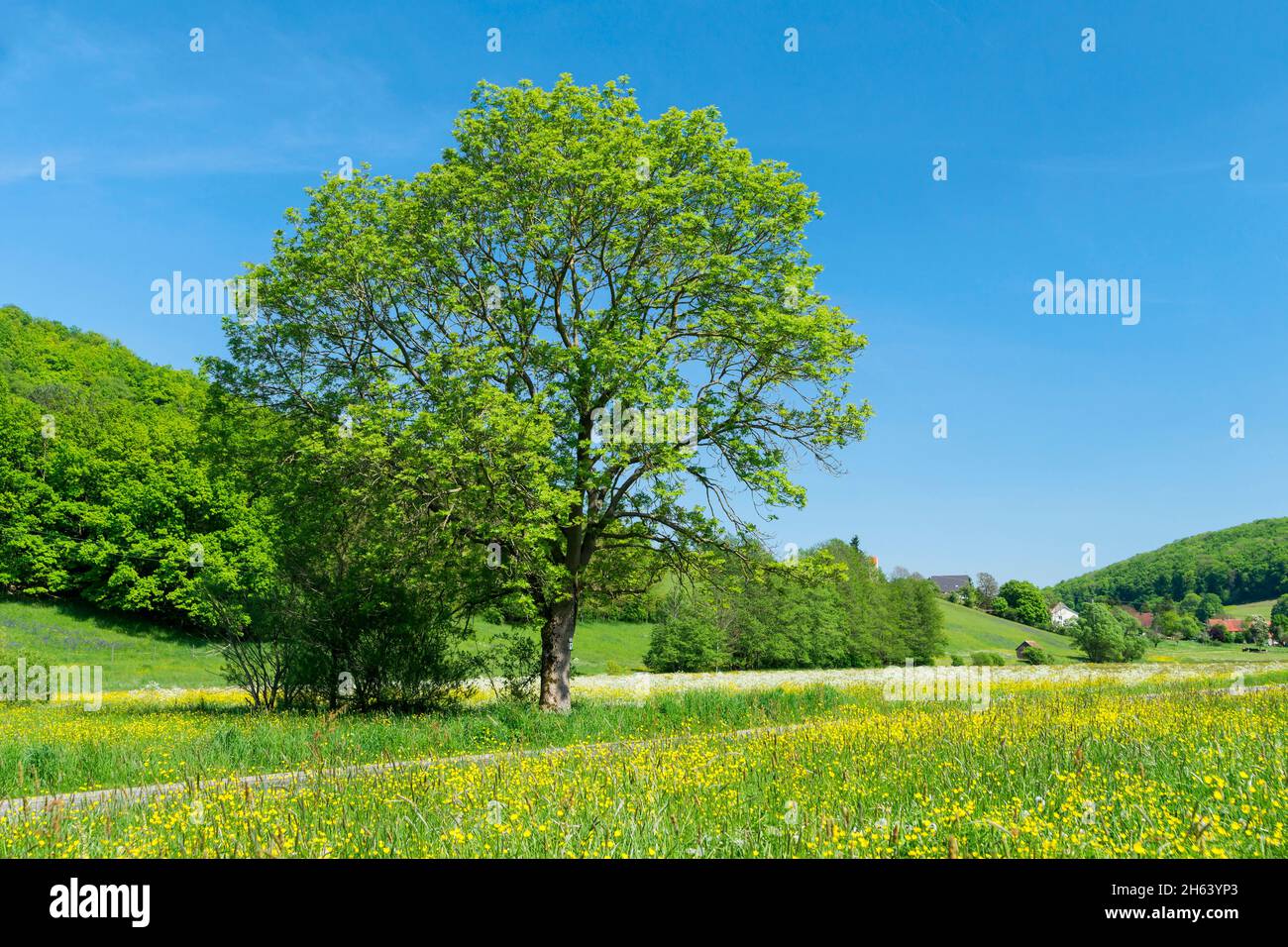 germany,baden-wuerttemberg,gerabronn,common ash and blooming spring ...
