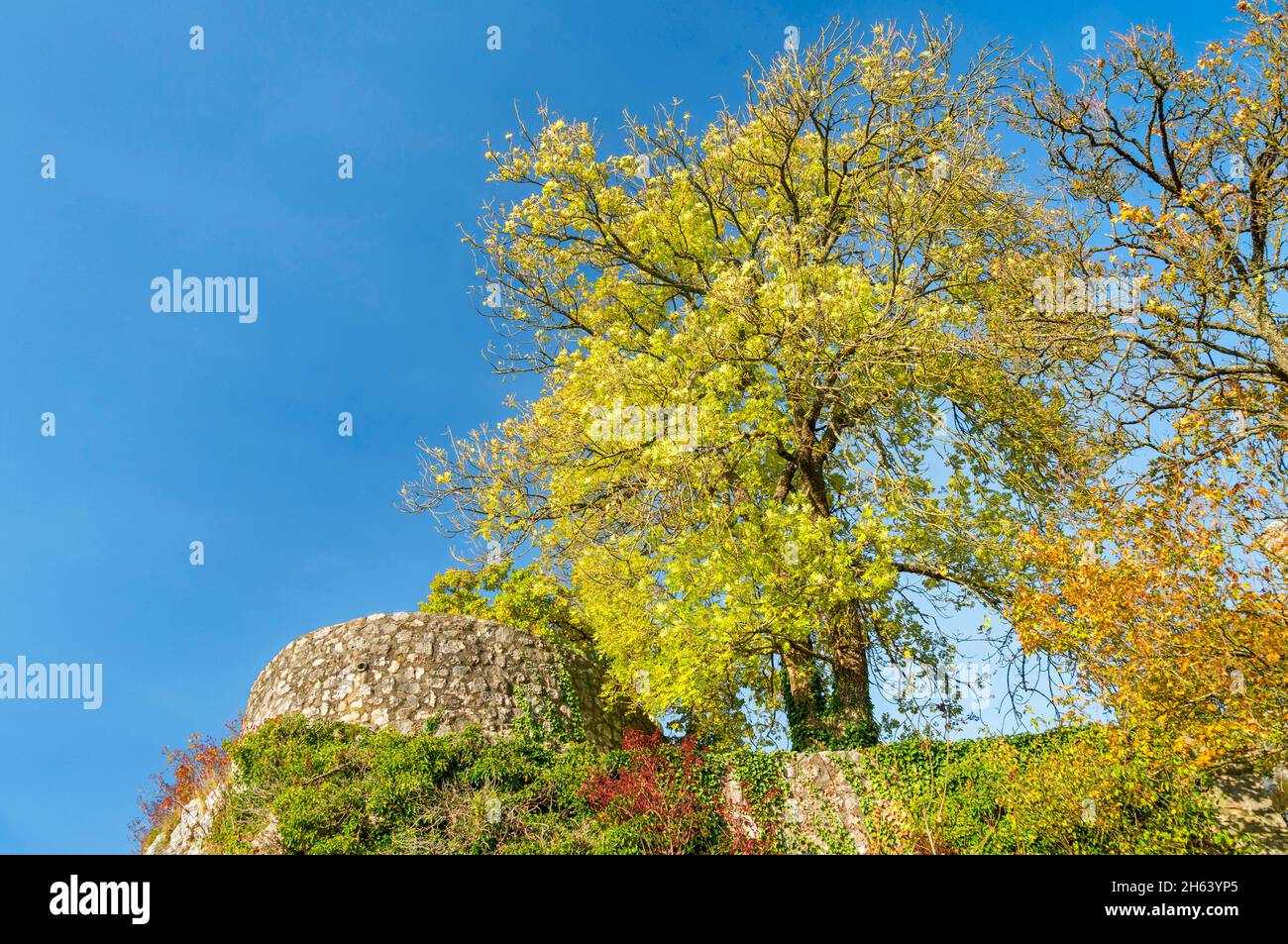 germany,baden-wuerttemberg,münsingen-gundelfingen,common ash,common ash ...
