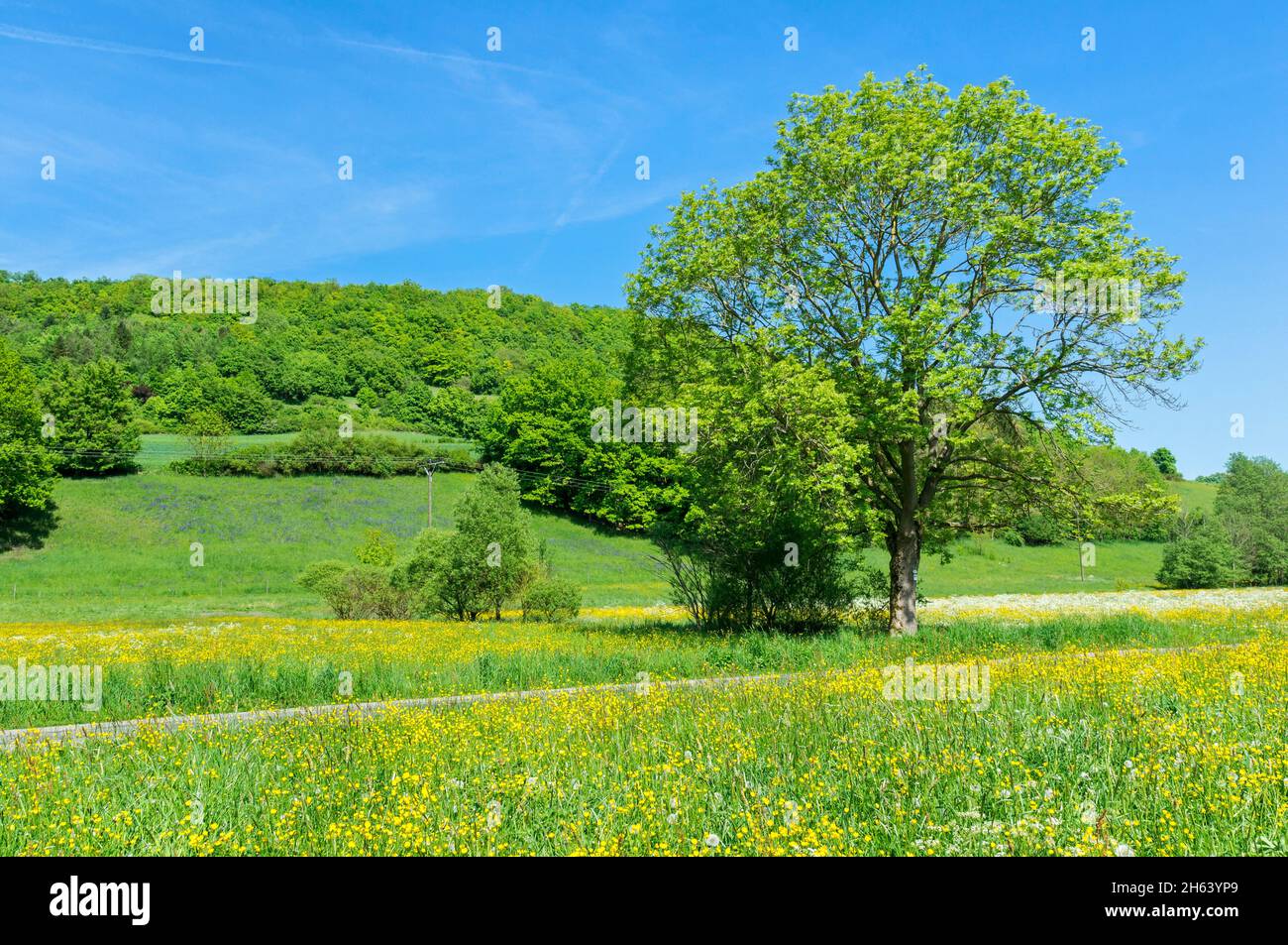 germany,baden-wuerttemberg,gerabronn,common ash and blooming spring ...