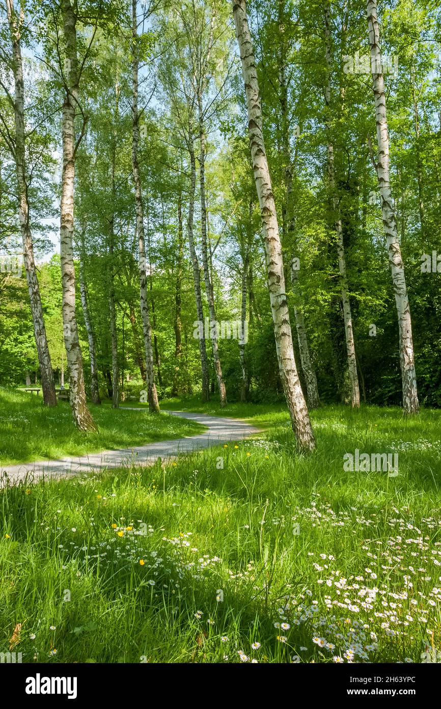 germany,bavaria,thurnau,birch forest in the schlossweiher recreational ...