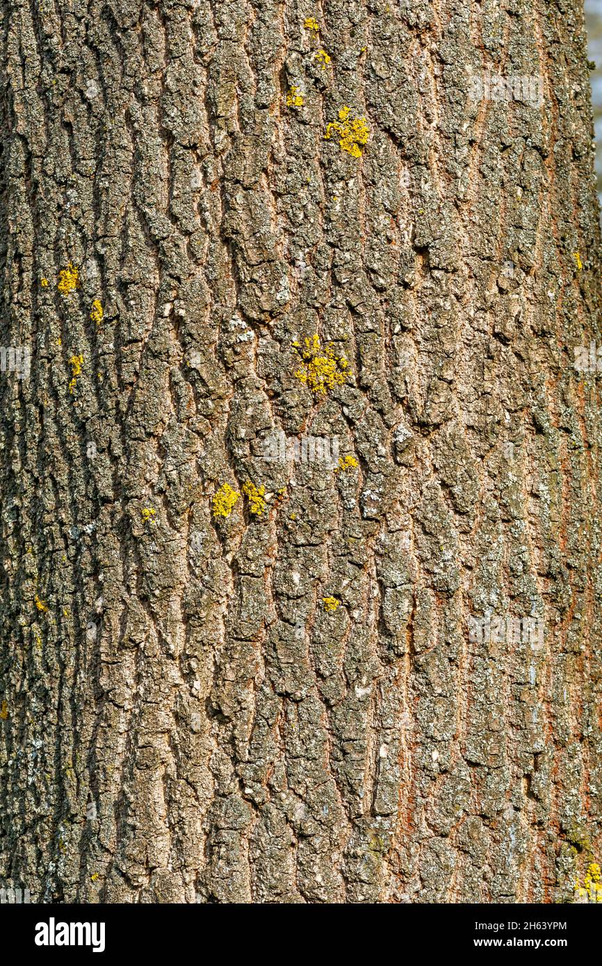 germany,baden-wuerttemberg,bark,of a young english oak,quercus robur ...