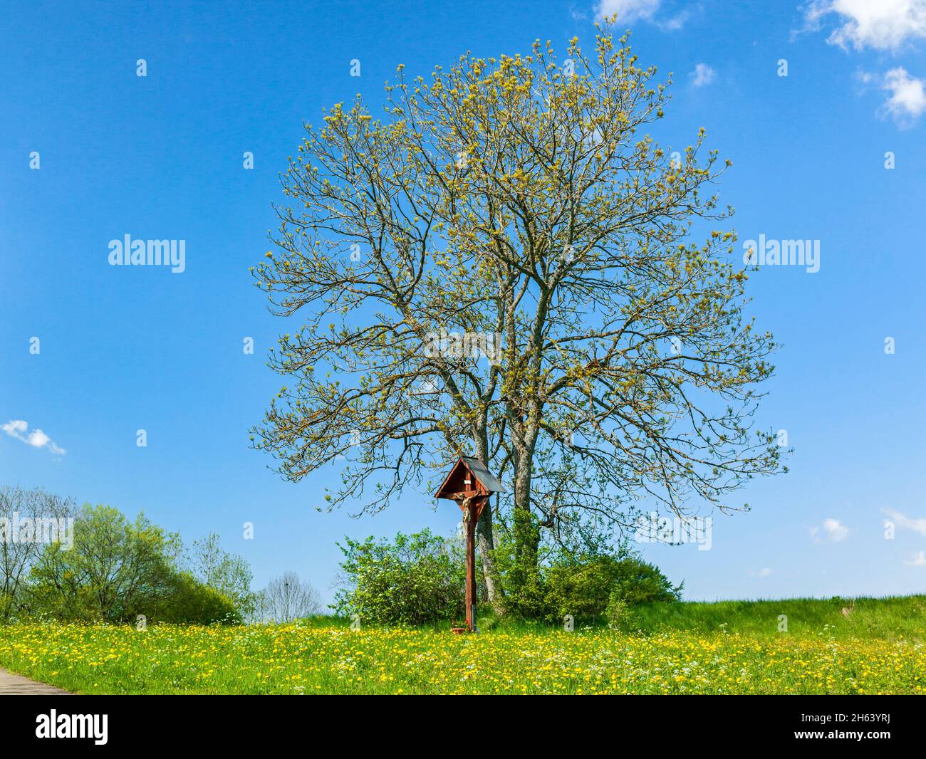 germany,baden-wuerttemberg,meßstetten - hartheim,field cross,common ash ...
