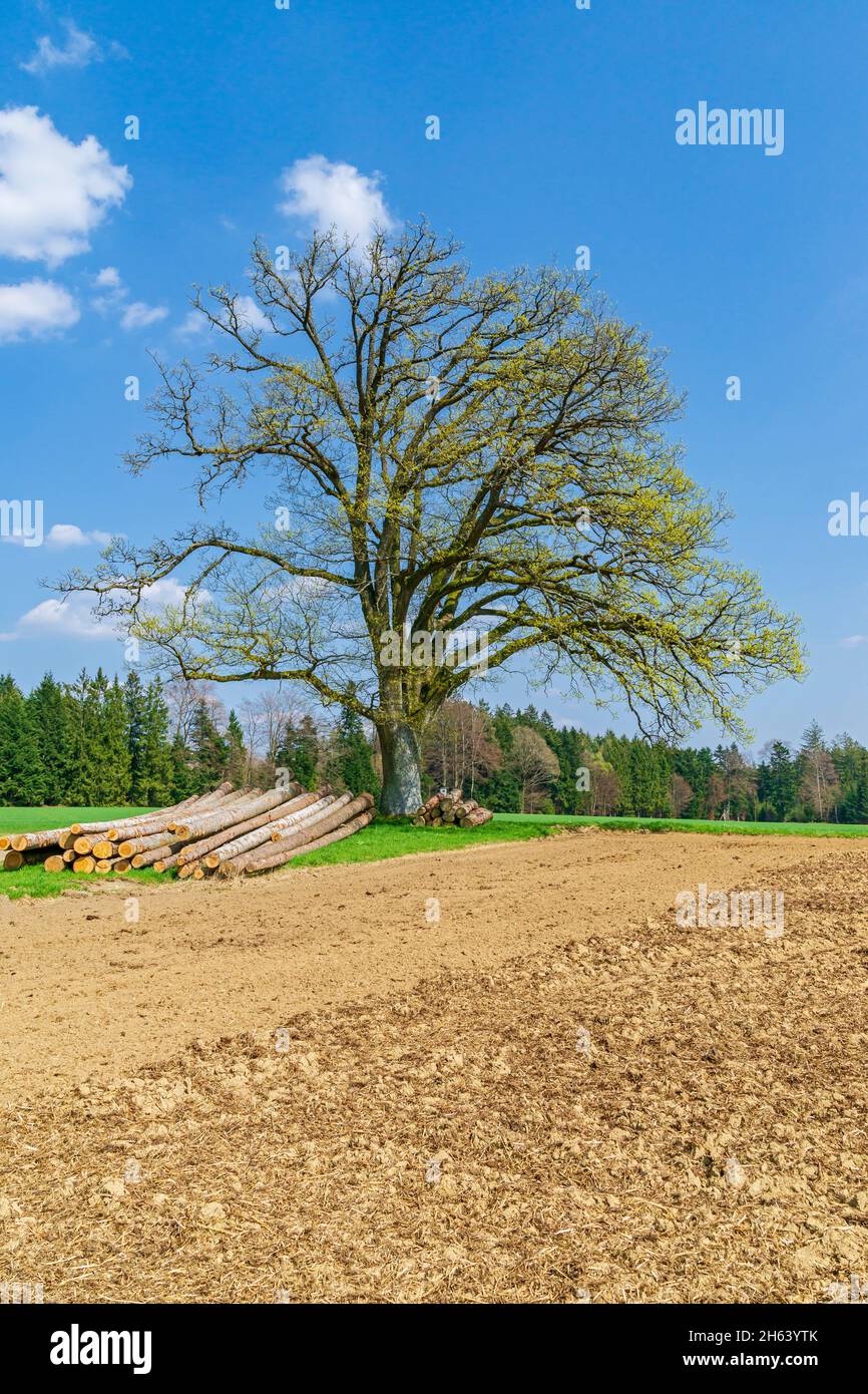 royal oak north of gausmannsweiler,quercus robur,english oak,spring ...