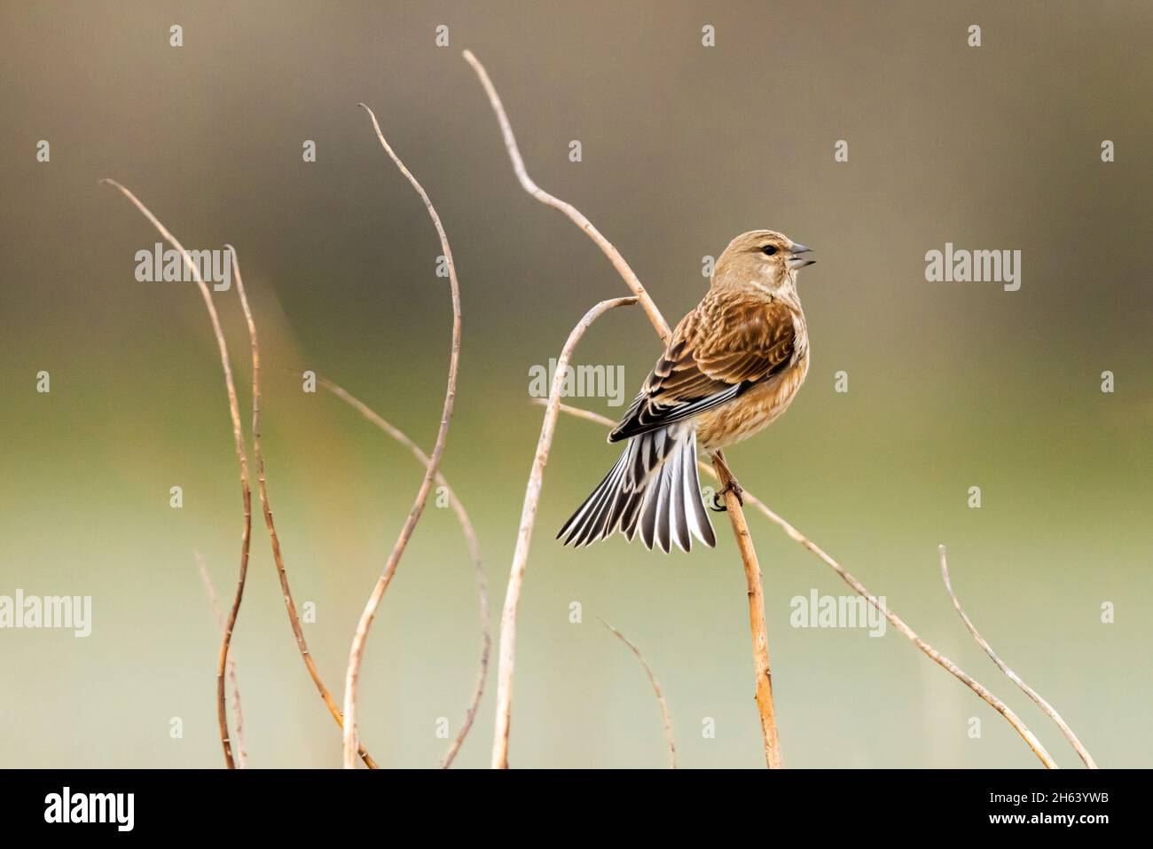 a female linnet sitting on a blade of grass Stock Photo - Alamy