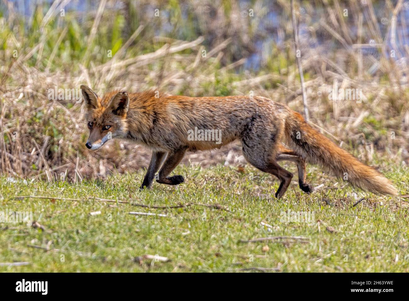 Red fox in sunshine hi-res stock photography and images - Alamy