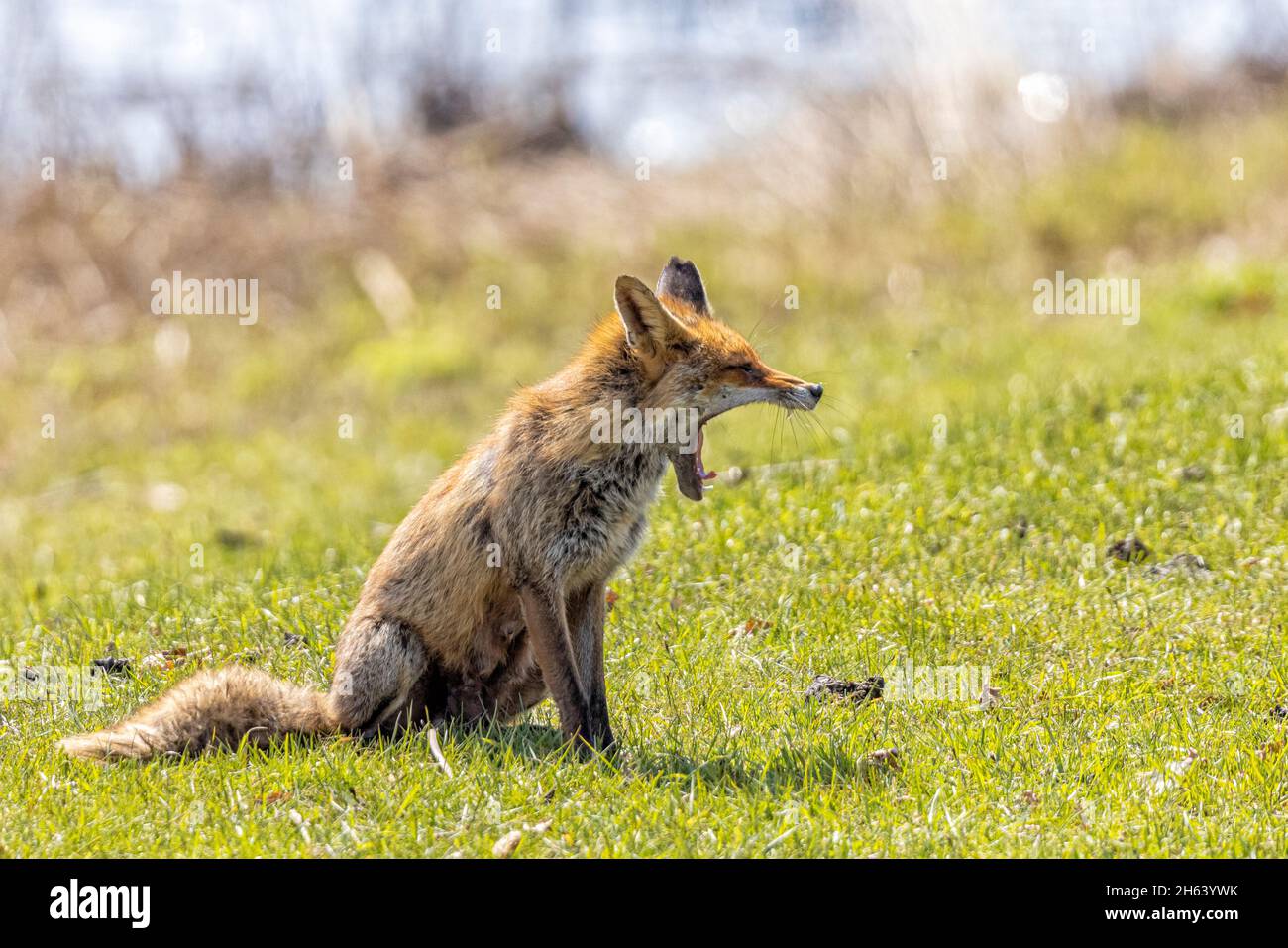 Yawning in nature hi-res stock photography and images - Alamy