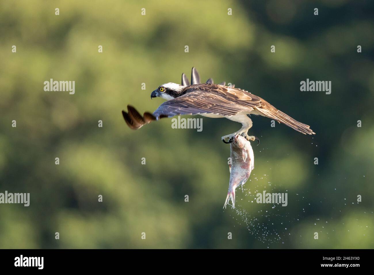 osprey flying with prey Stock Photo - Alamy