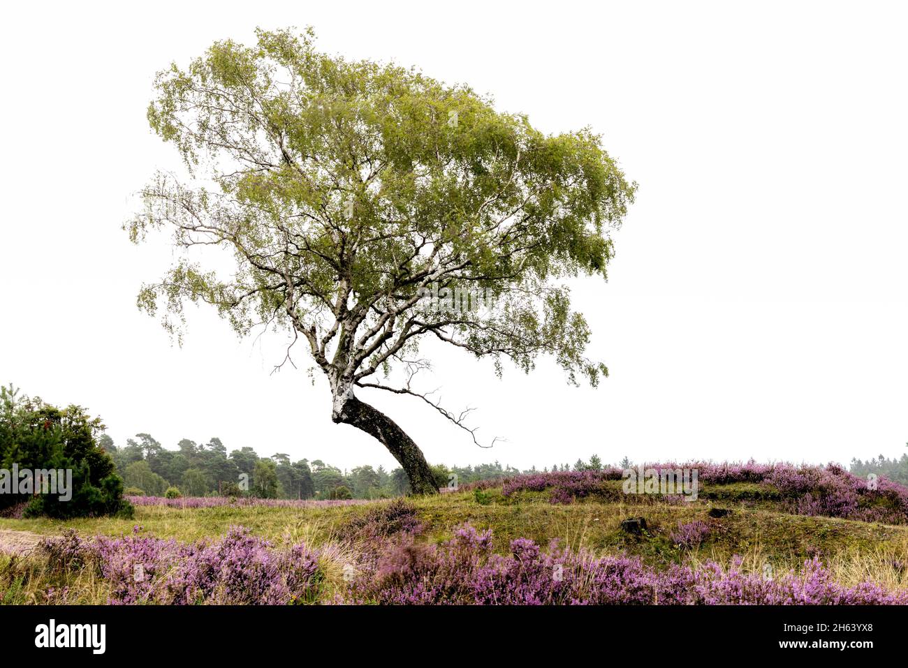Single birch tree hi-res stock photography and images - Alamy