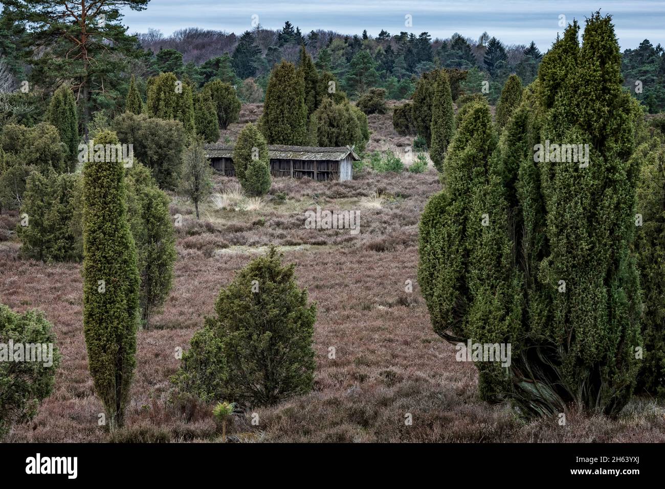 view of the lueneburg heath landscape in spring Stock Photo - Alamy