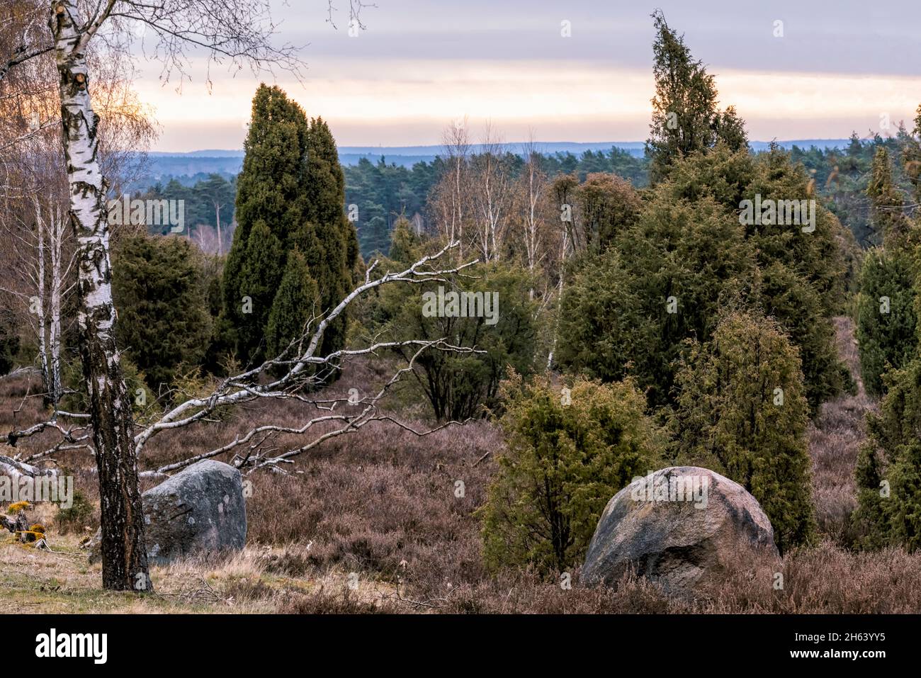 Vegetation heath shrubs hi-res stock photography and images - Alamy